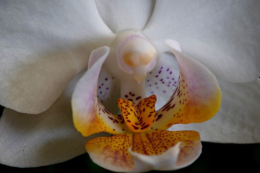 Charles Darwin e le orchidee: un amore botanico! - Piantamica