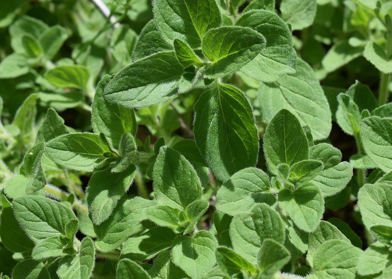 Nepitella: l’aroma segreto del bosco - Piantamica