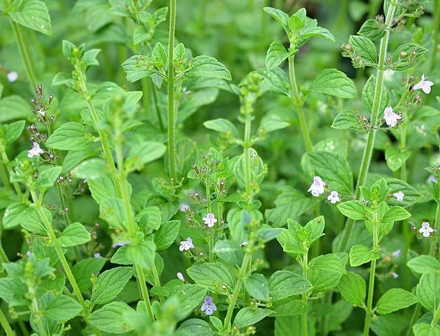 Nepitella: l’aroma segreto del bosco - Piantamica