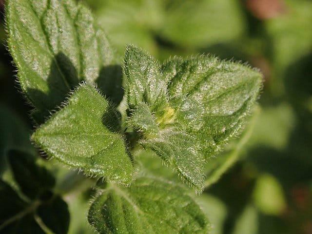 Nepitella: l’aroma segreto del bosco - Piantamica